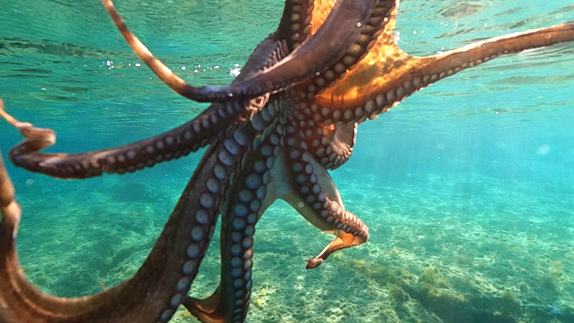 Our Founder | Octopus Consulting