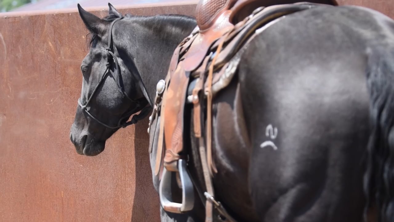 Bengroganperformancehorses