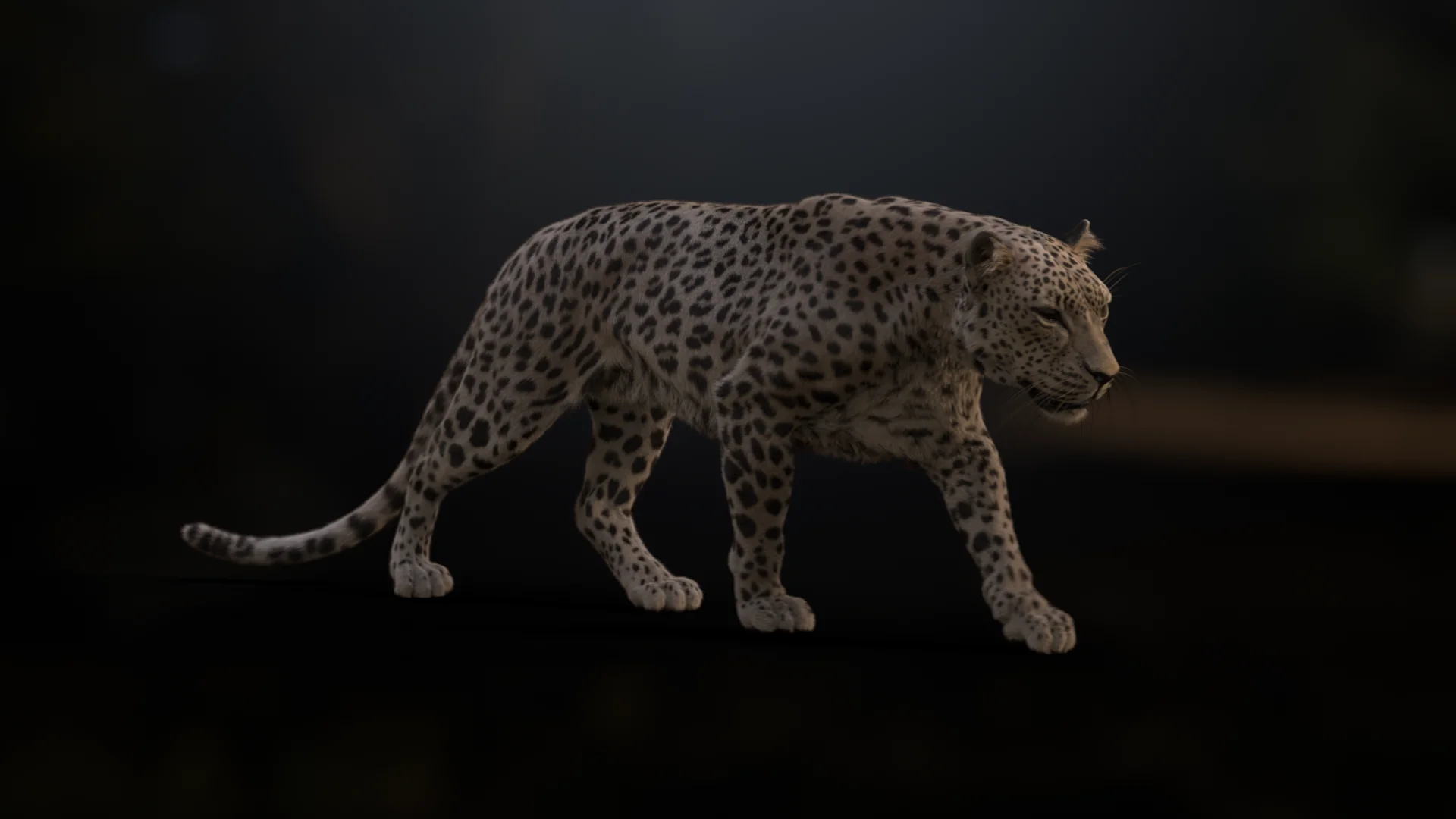 Arabian Leopard Walk Cycle on Vimeo