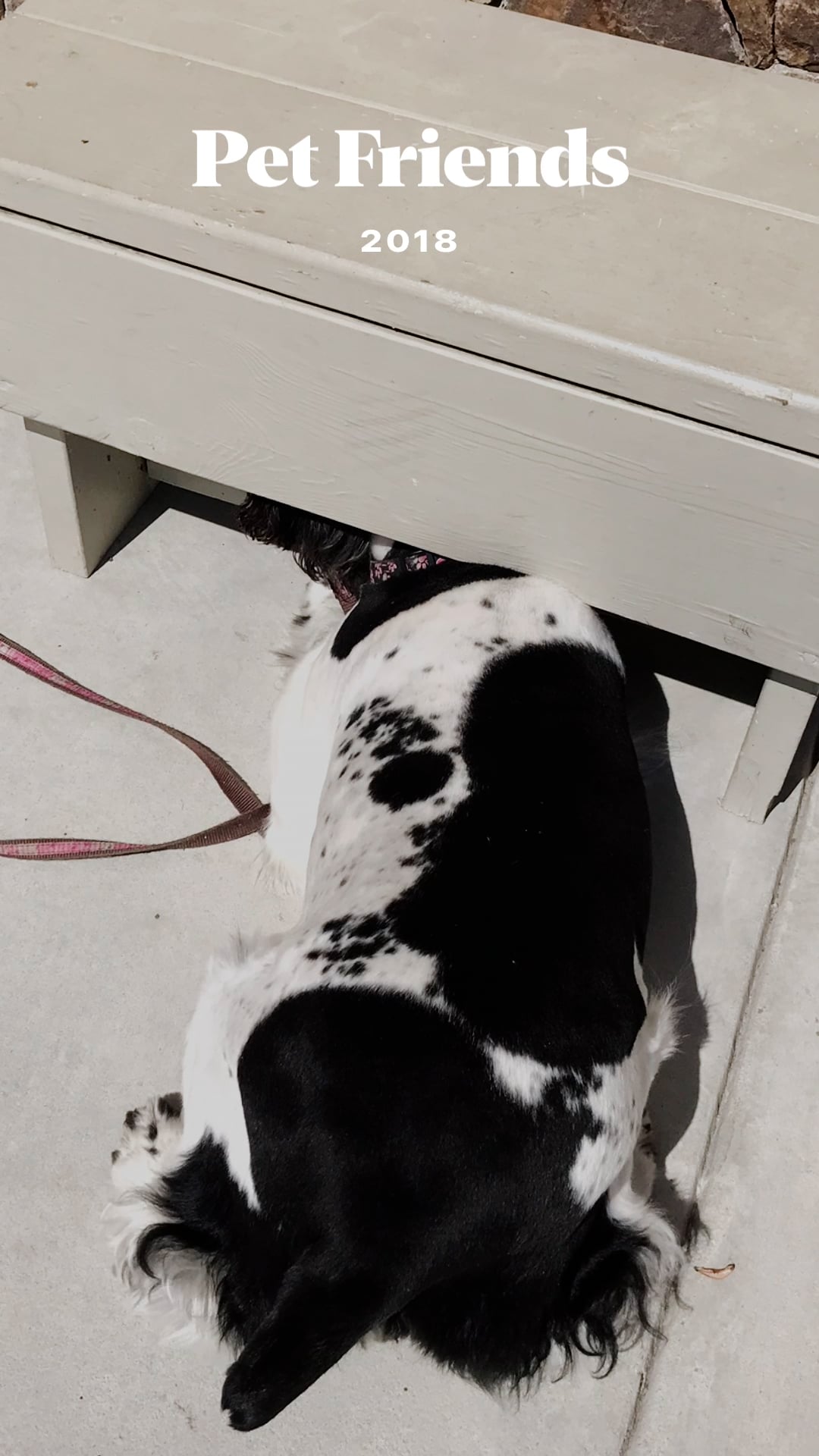 Pet friends on Vimeo