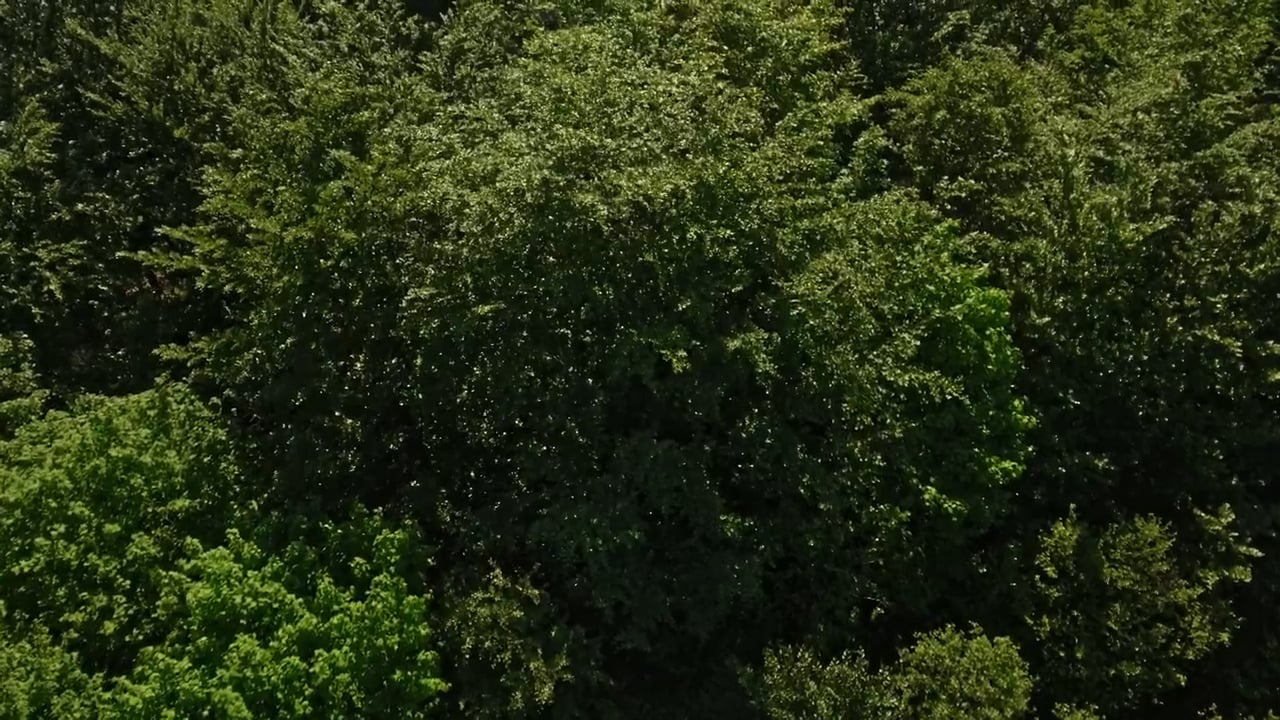 Everest Tree Service