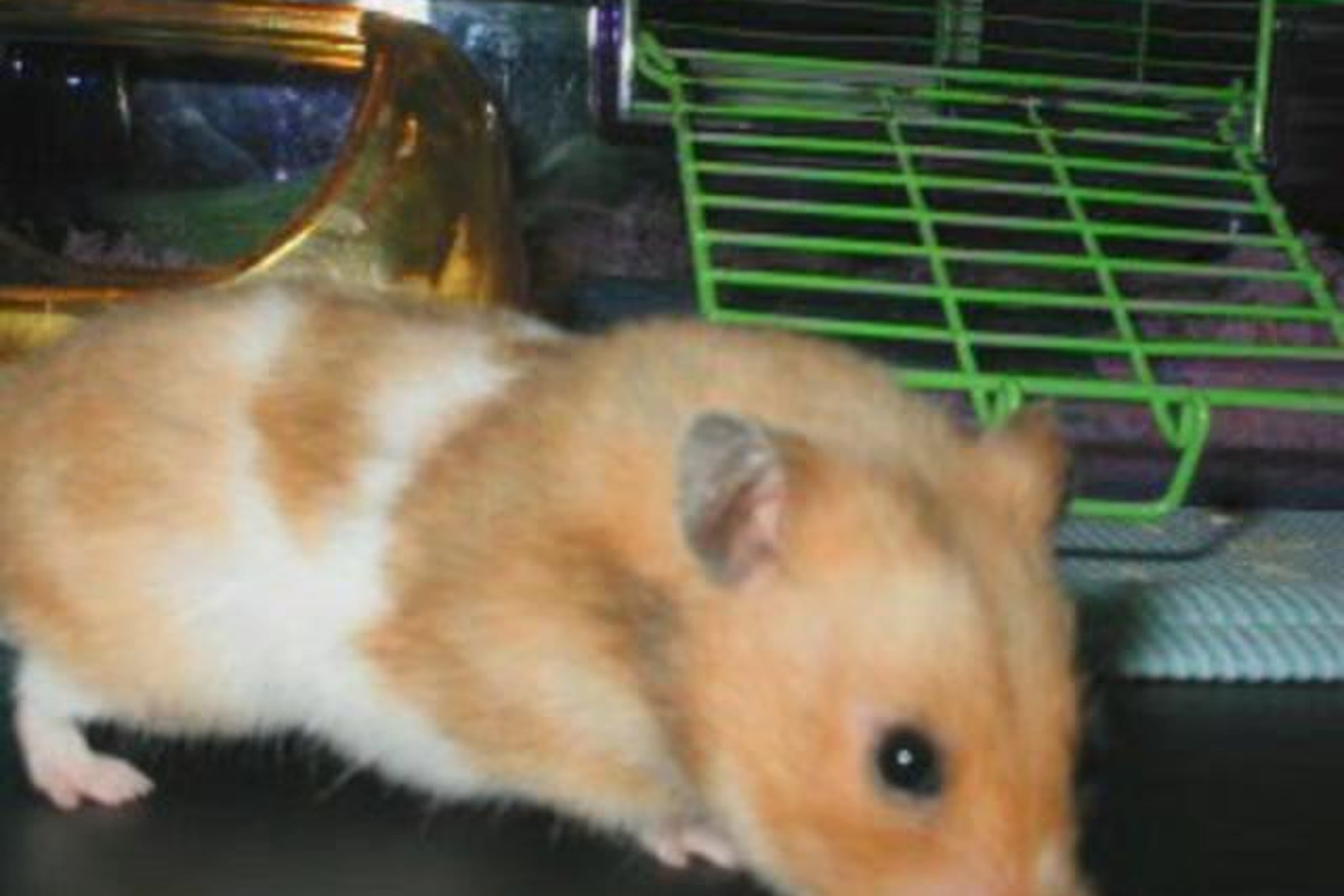 The Hamster Dance!