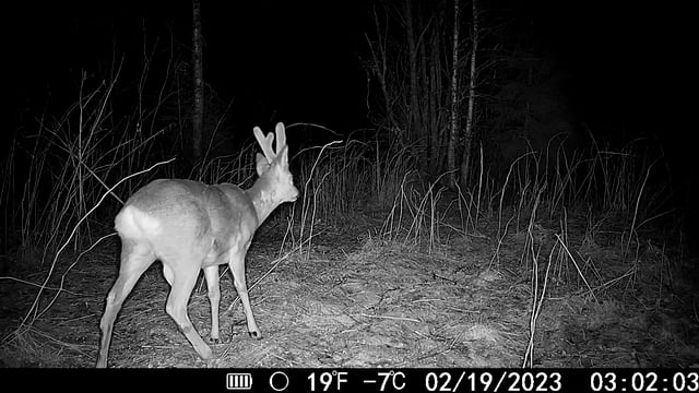 HikMicro M15 Wildlife Trail Camera - Review and Field Test on Vimeo