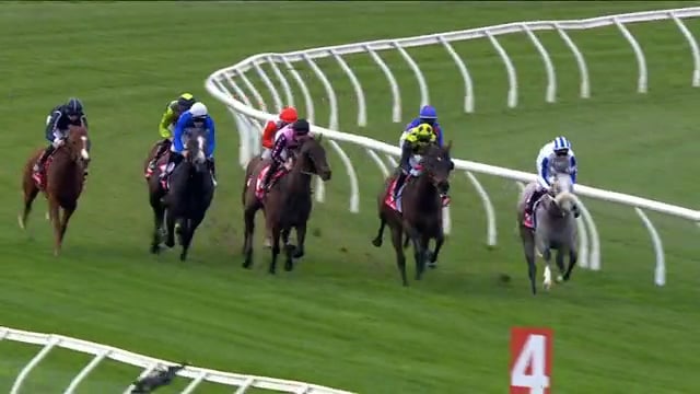 Shalaa - Stallion | Breednet