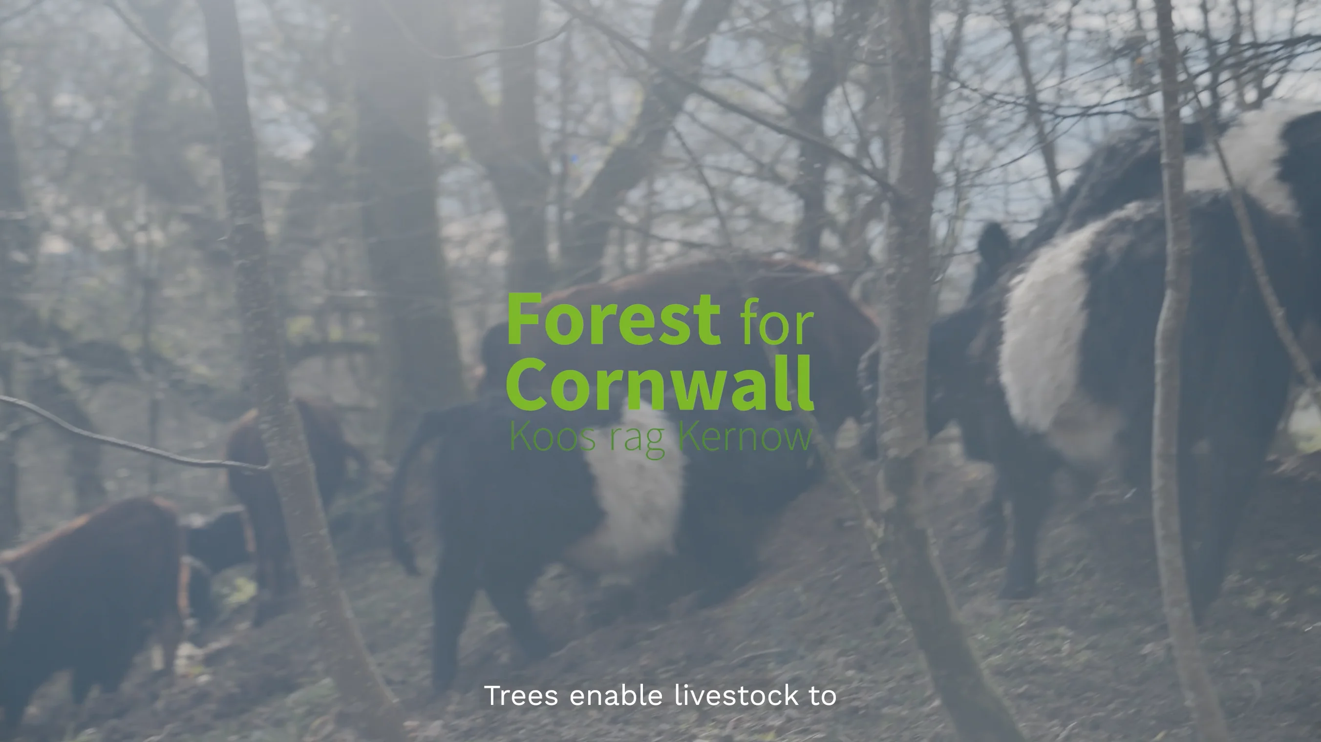 How the Forest for Cornwall benefits livestock farms on Vimeo