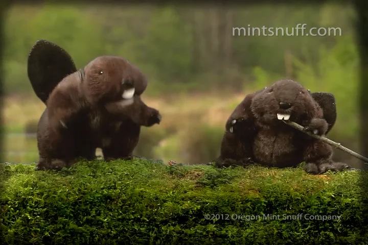 Mint Snuff All Mint Chew Beavers Commercial