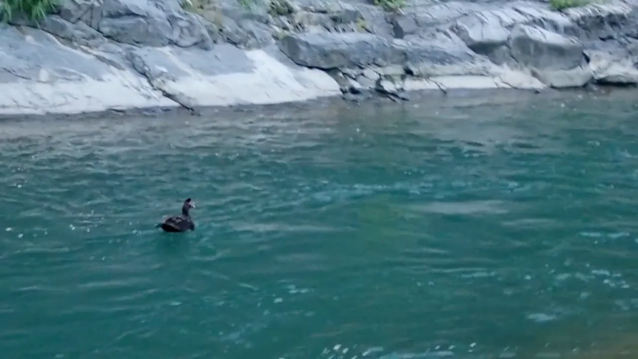 20230725-Taigang Duck Ferry on Vimeo
