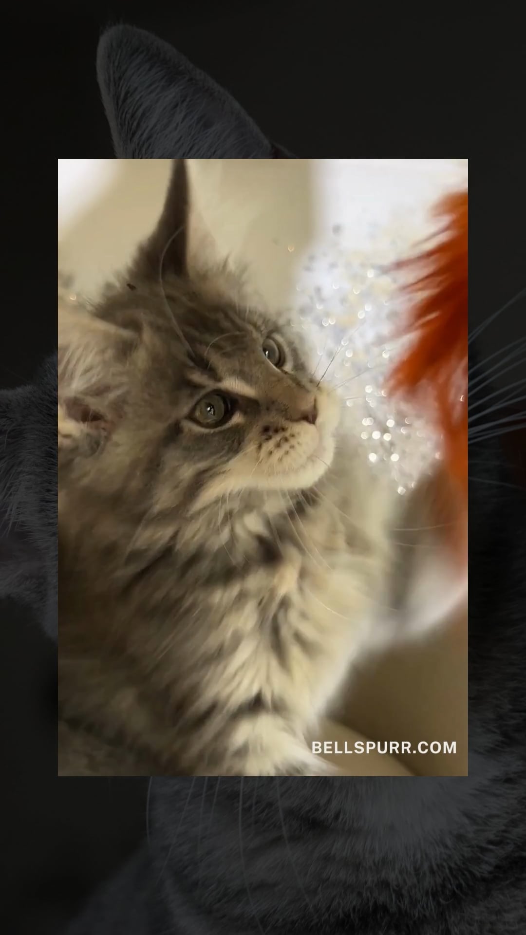 Bellspurr Kittens - Maine Coon Kittens on Vimeo