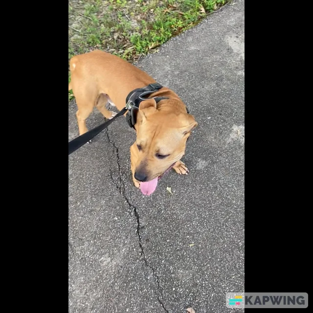 Redboy Jocko Bolio Pit Bulls