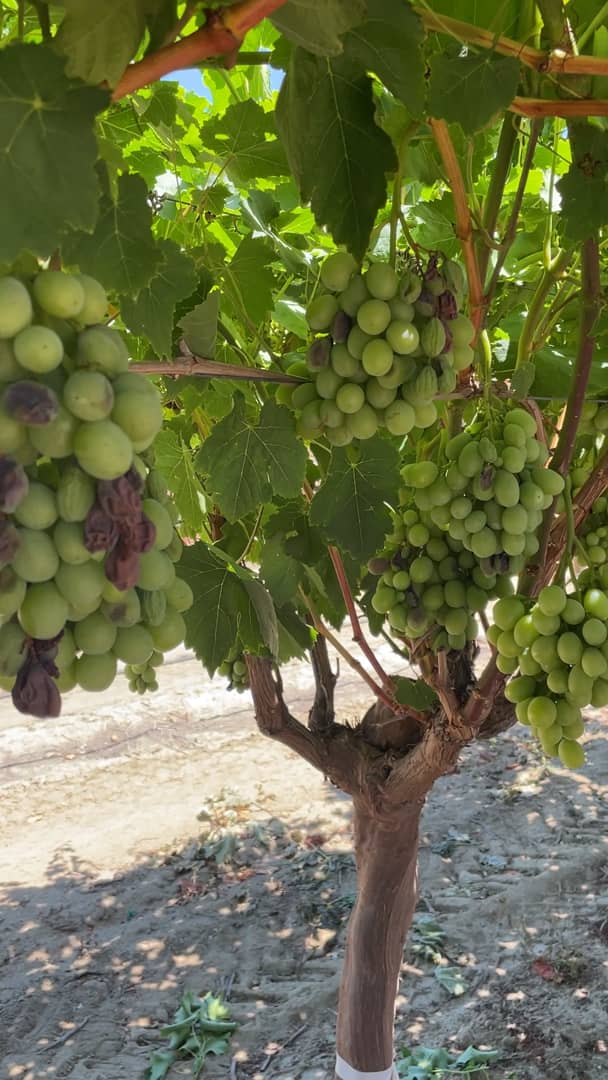 SG56 SW Test Block 2023 sonbrand on Vimeo