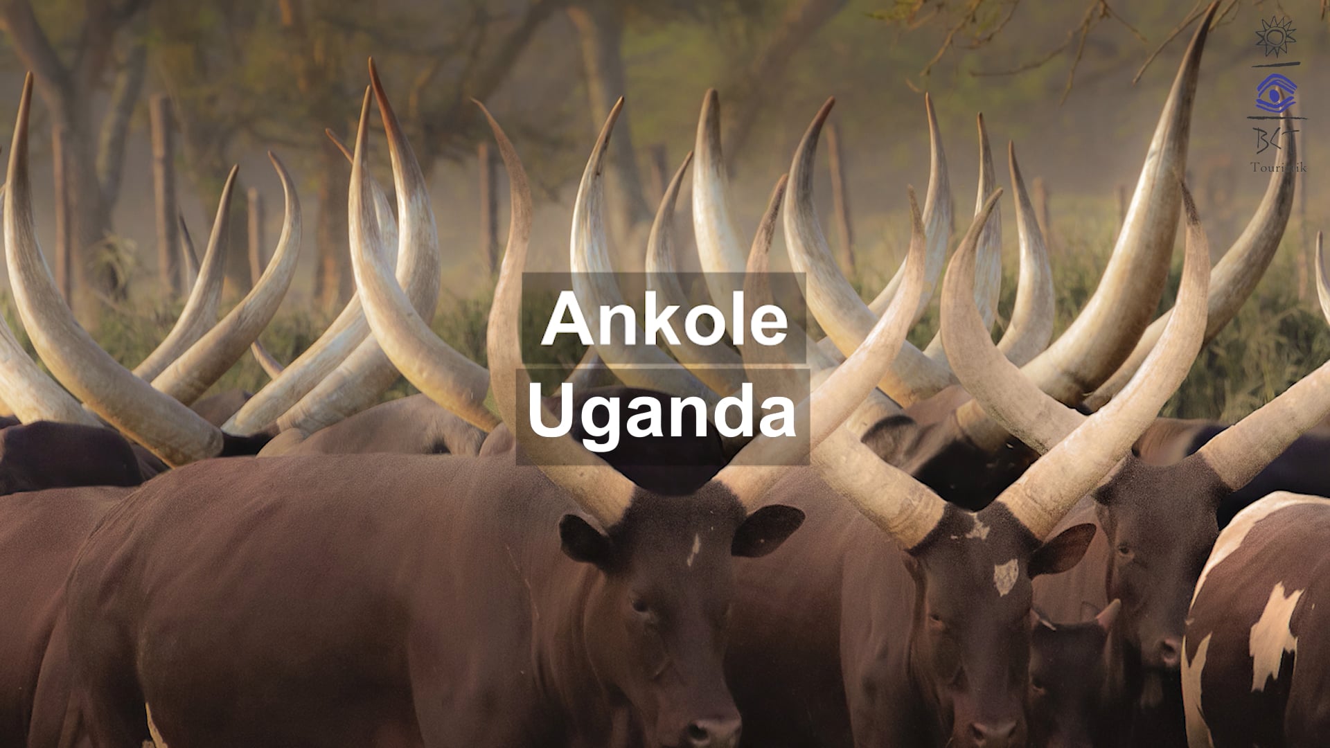 ankole on Vimeo
