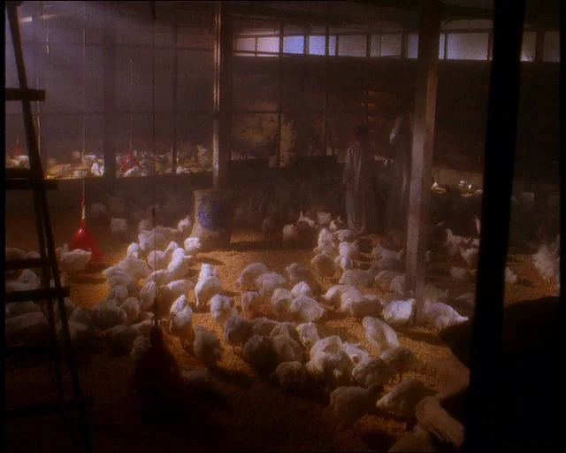 Radwa Farms on Vimeo