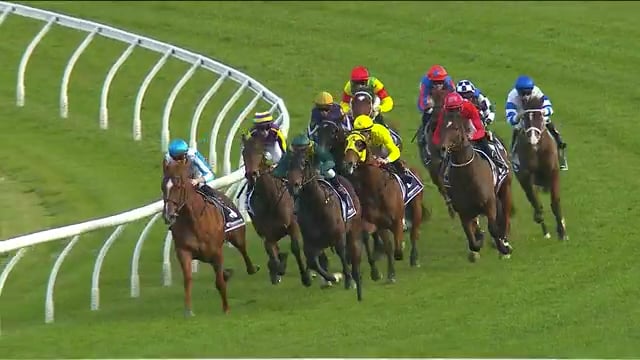 Shalaa - Stallion | Breednet