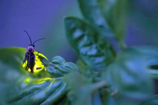 Firefly Experience on Vimeo