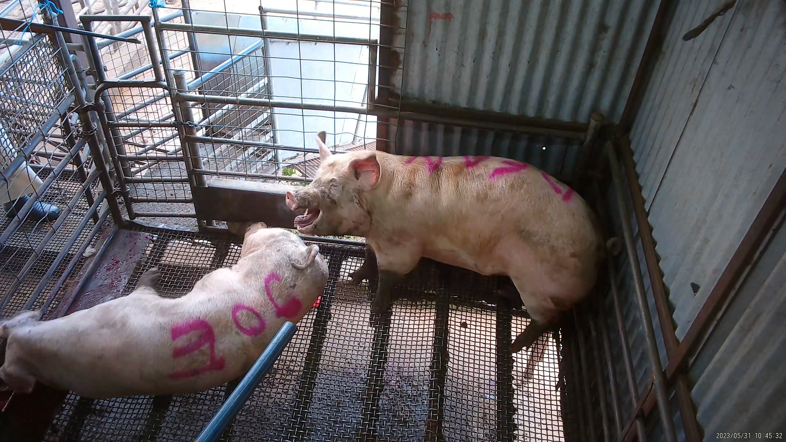 Menzel\'s Meats, Kapunda SA on Vimeo