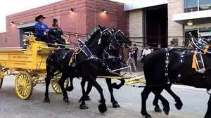 Percheron Halter Classes @ The Indiana State Fair on Vimeo