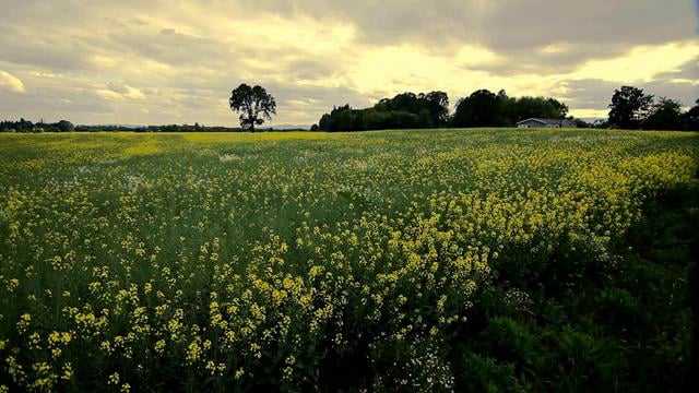 Random Scenic Shots on Vimeo