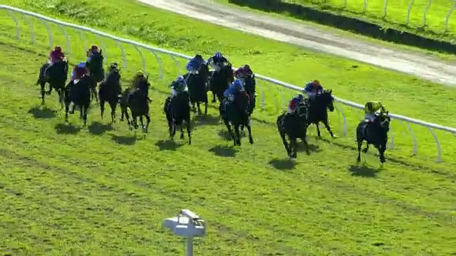 Star Turn - Stallion | Breednet