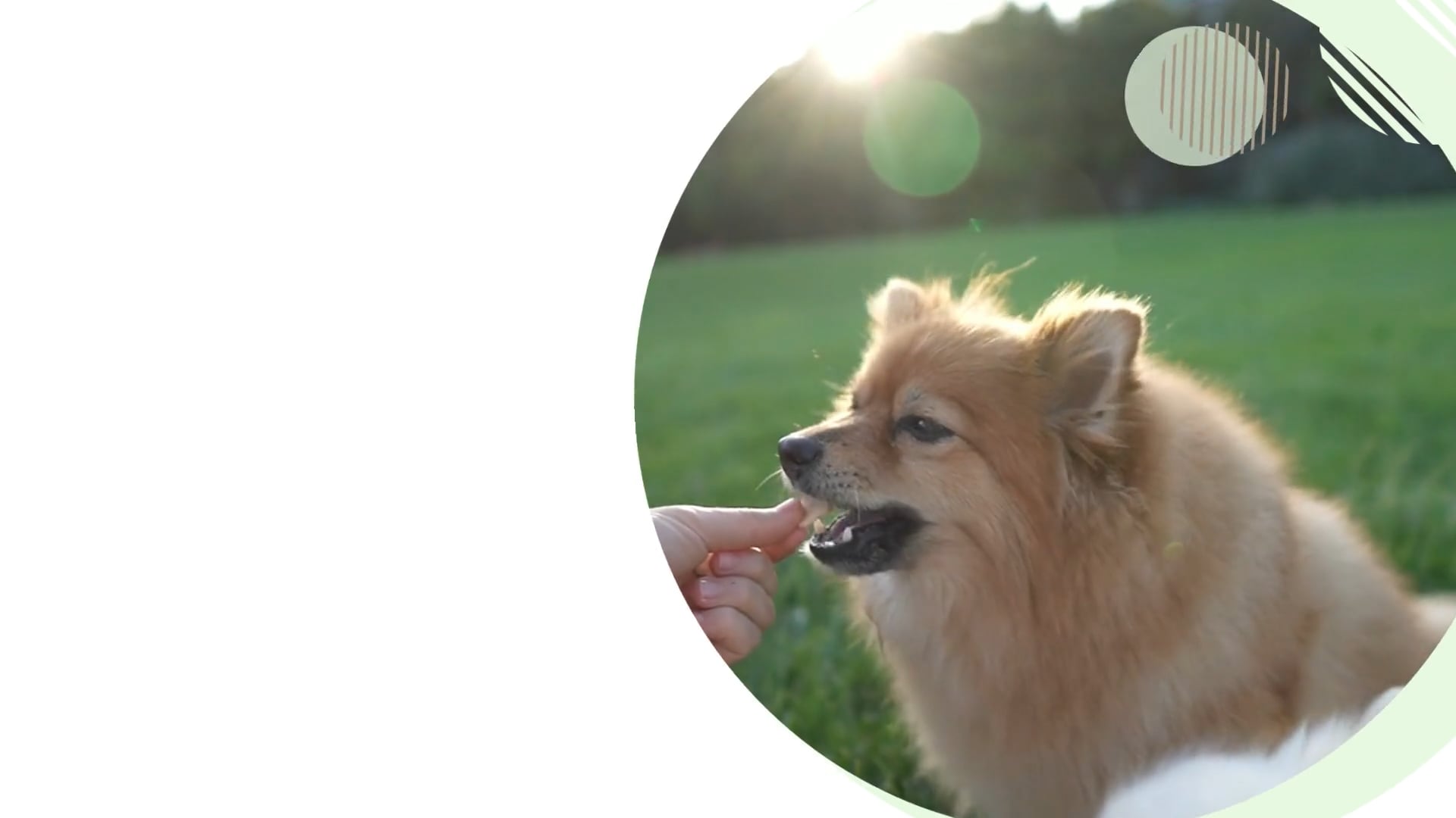 Shop for Organic Dog Treats and Biodegradable Packaging