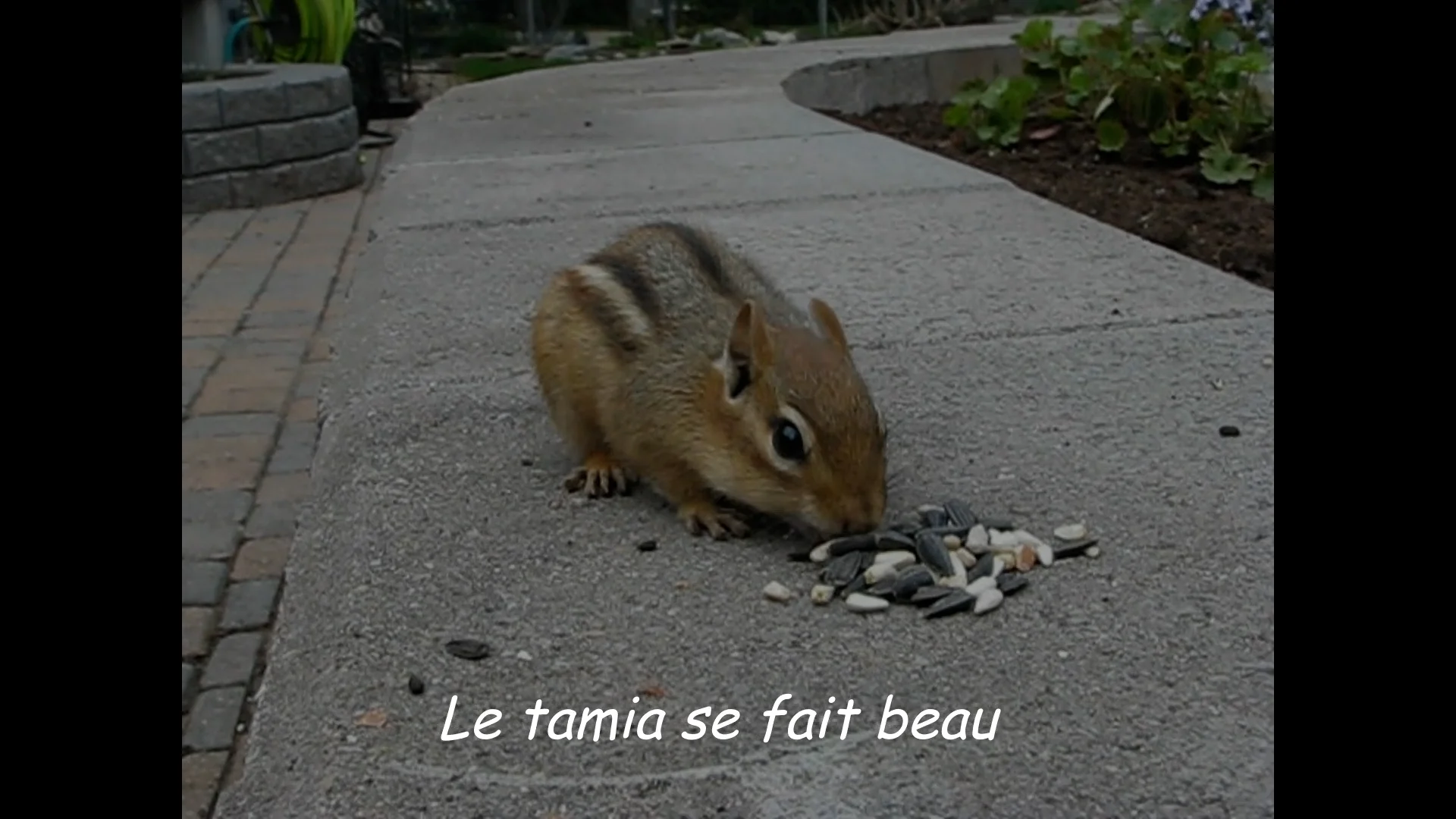 2015 - Chipmunk tooth-brushing_01 on Vimeo