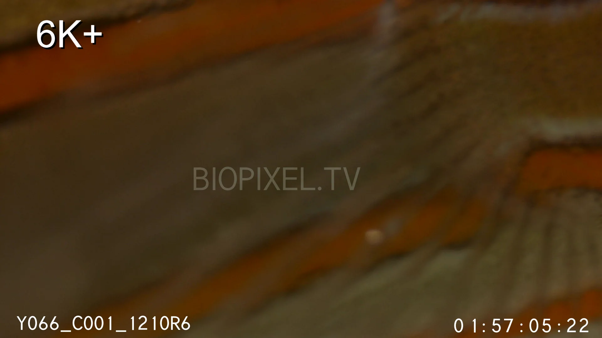 Cone Shell 4K - Rainfords goby at night extreme close up motion control 6.5K on Vimeo