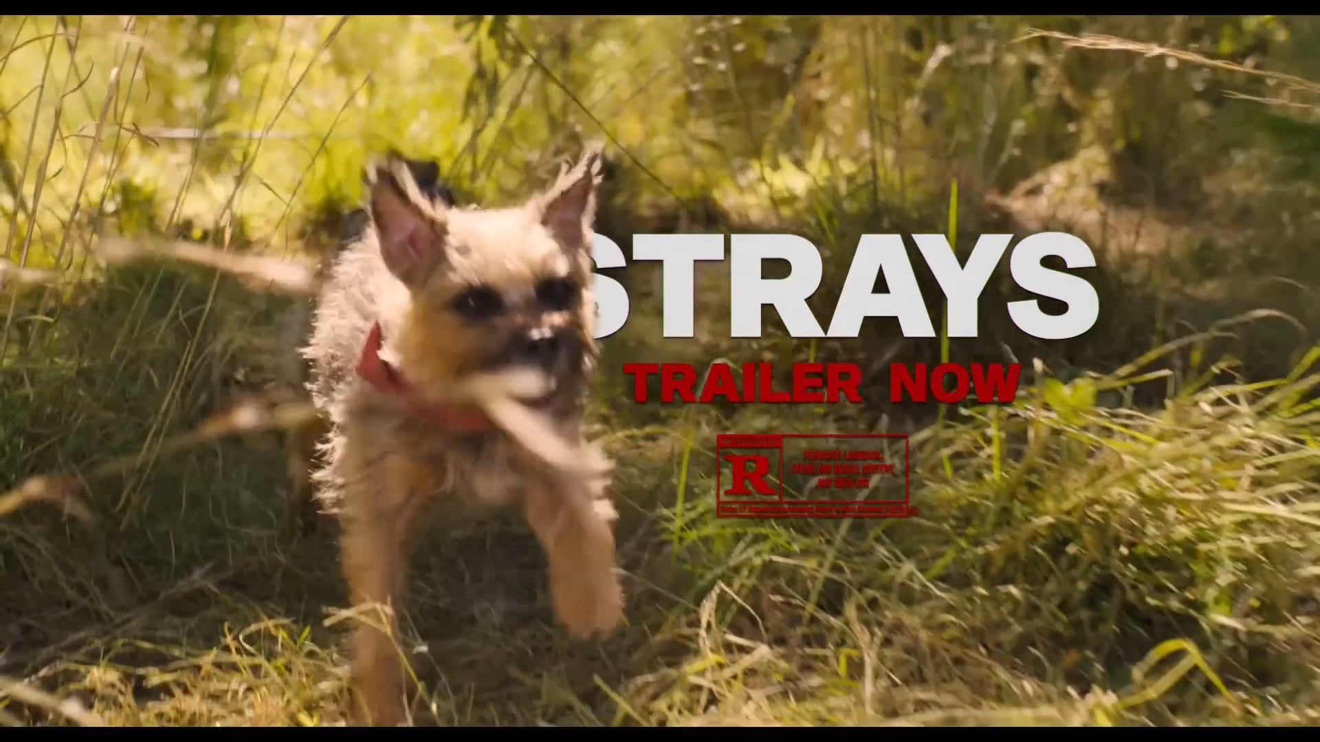 Strays Official Trailer [HD] on Vimeo