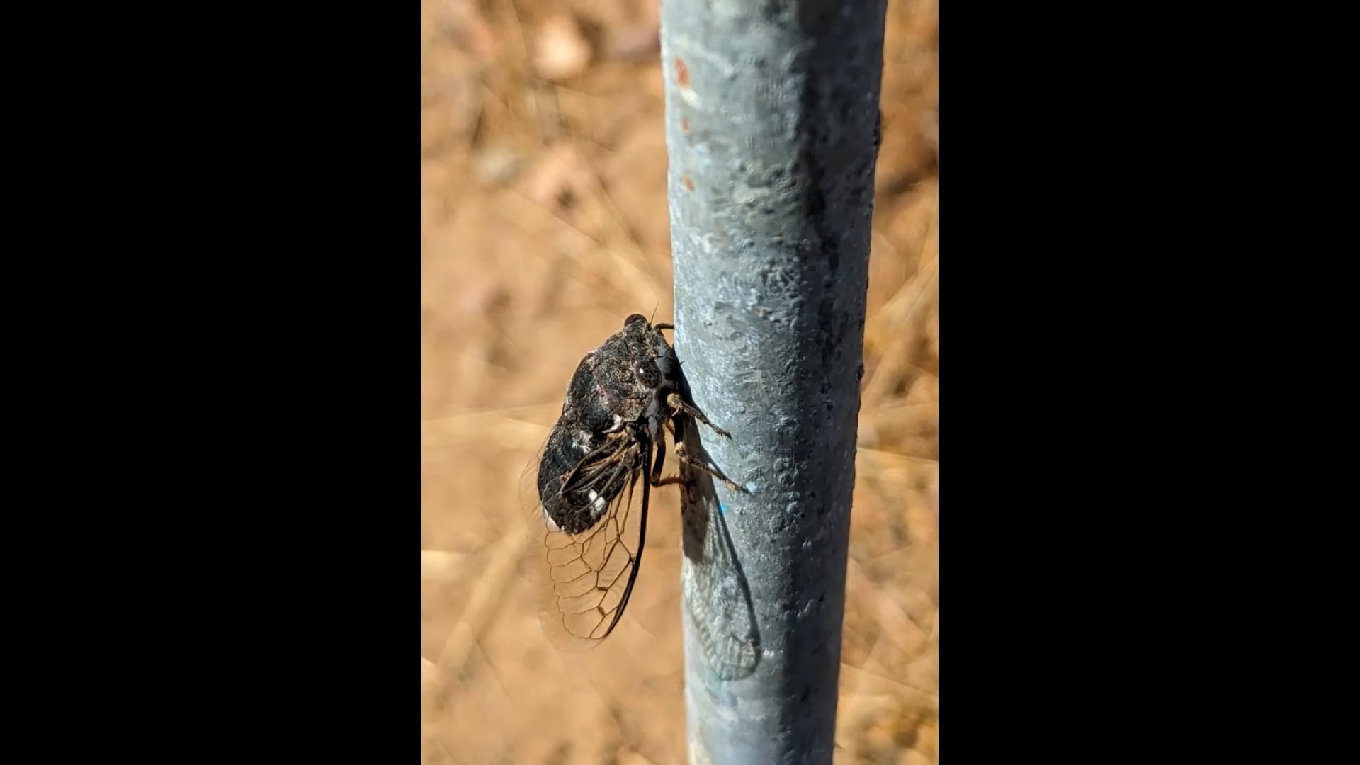 Sounds of Cicada vs. Rattlesnake (15sec)