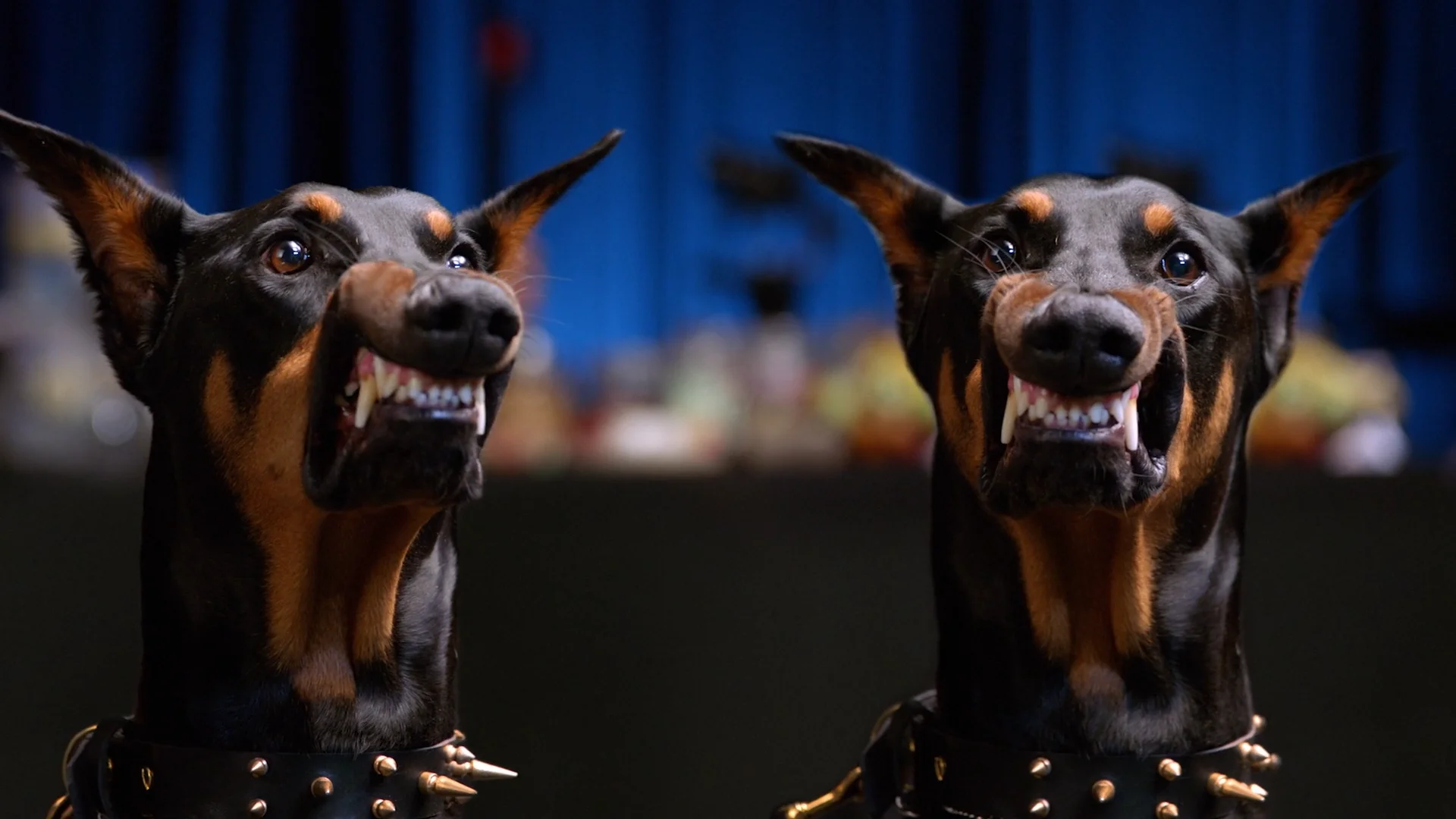 FOX Bet Super 6 - Terry's Dobermans