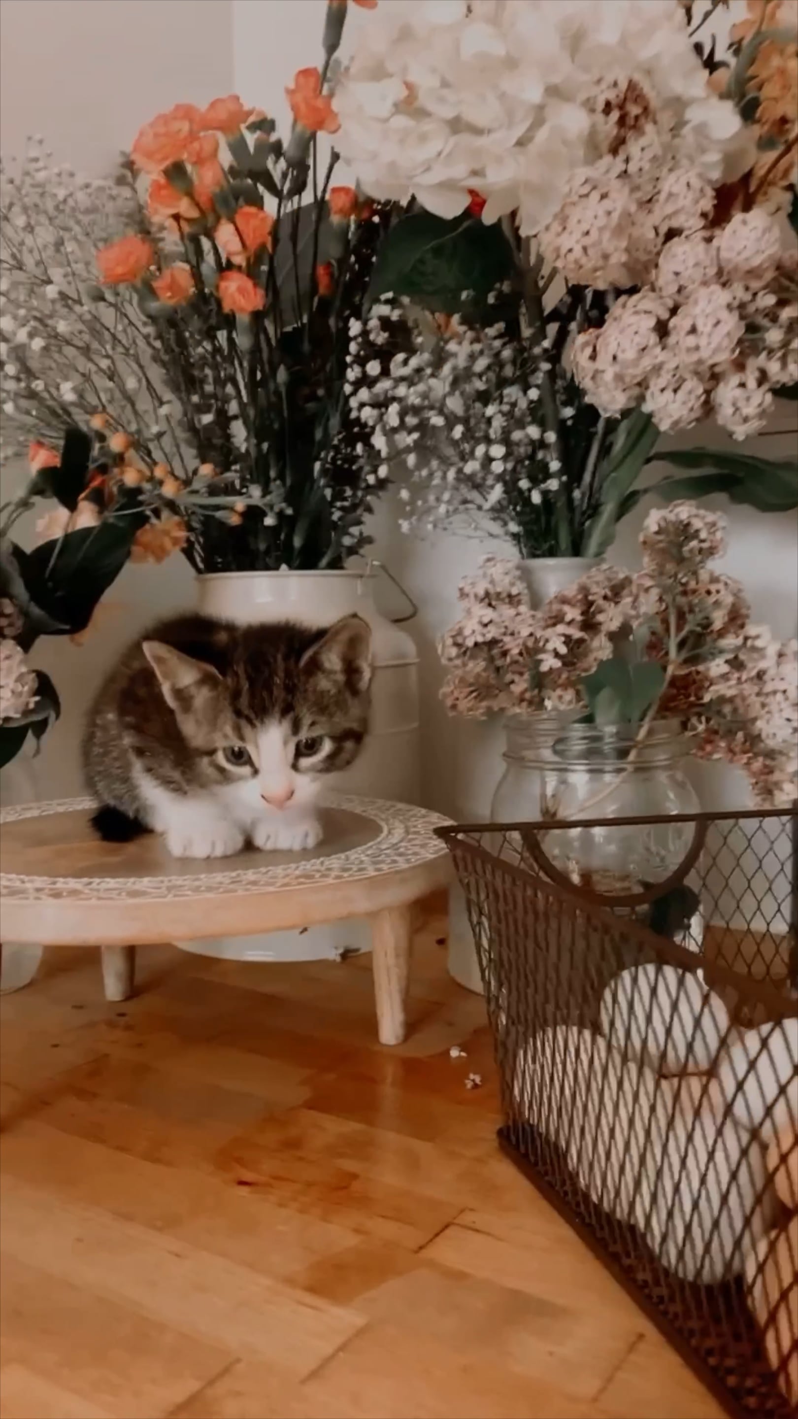 Greta with Flowers and Kittens on Vimeo