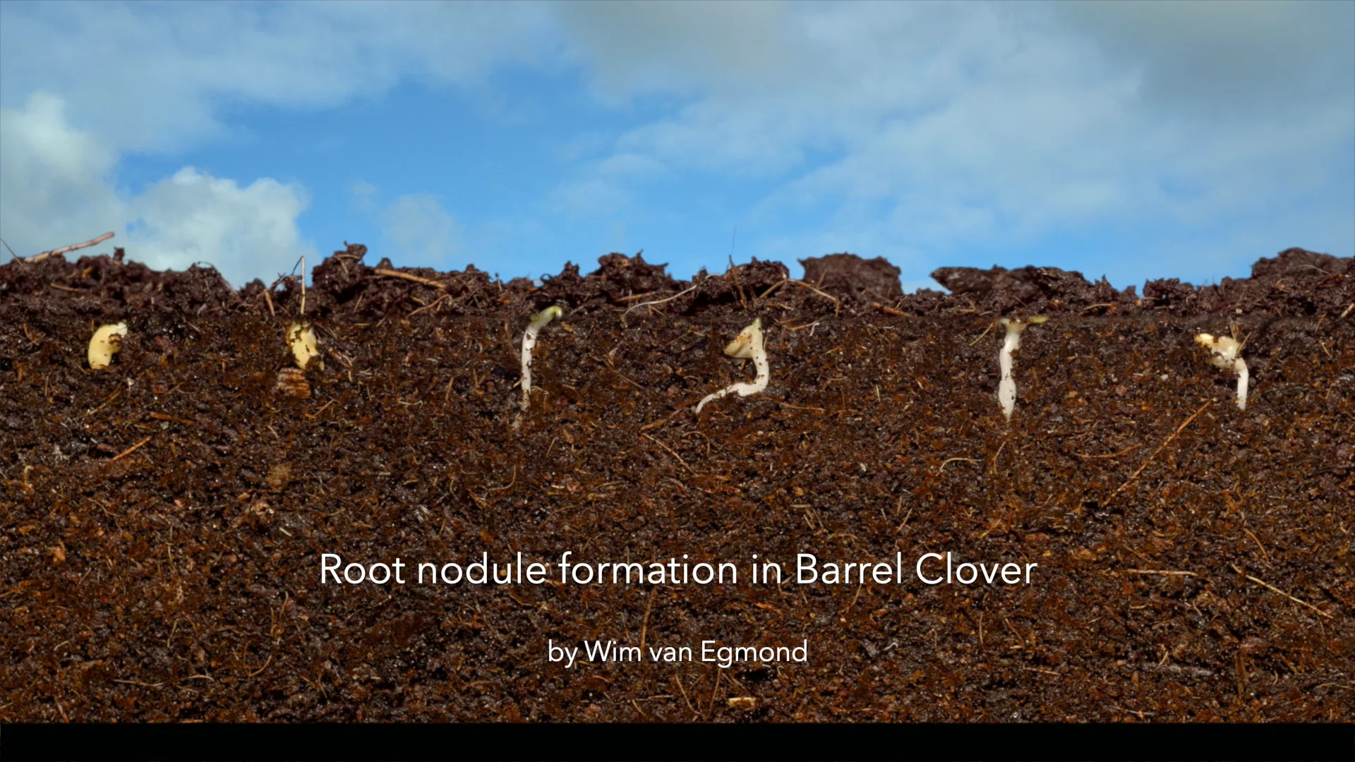 Medicago and Rhizobium - Root Nodule formation in Barrel Clover in Soil in Action on Vimeo