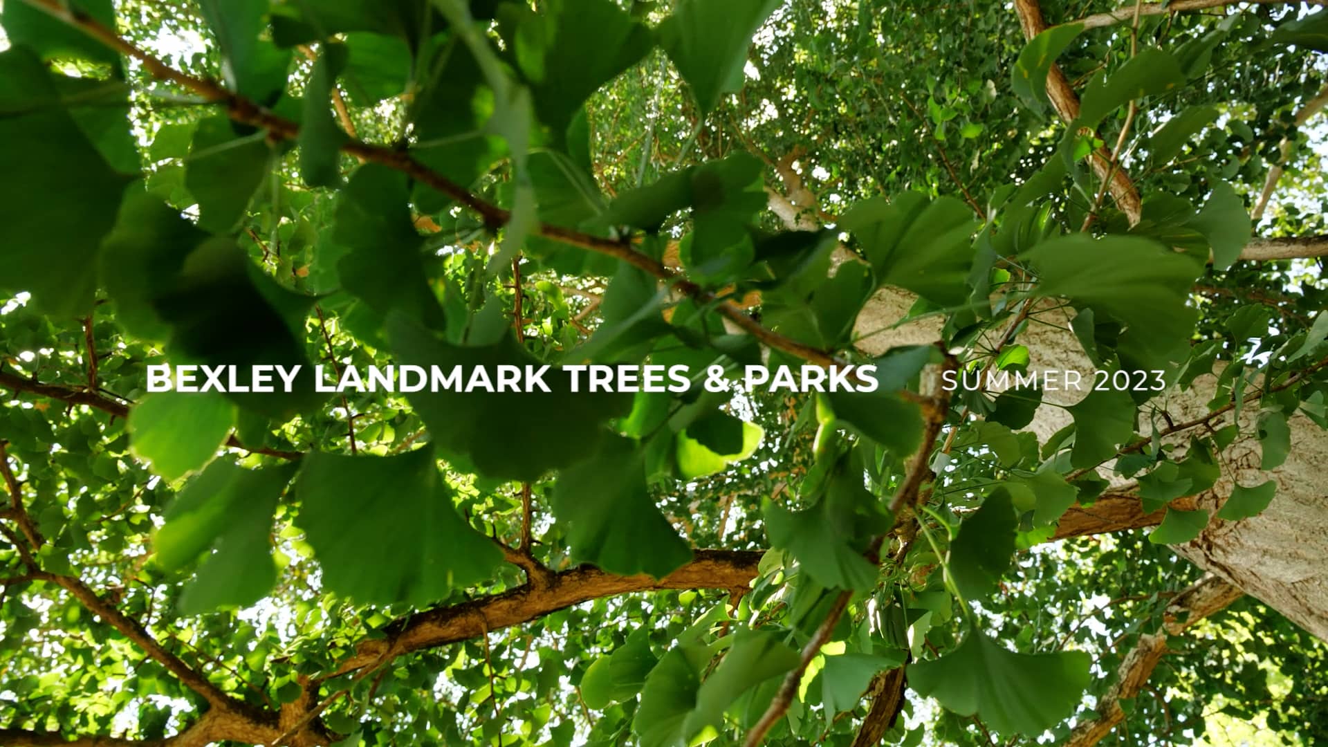 Bexley Arboretum Landmark Trees Parks Summer 2023 on Vimeo