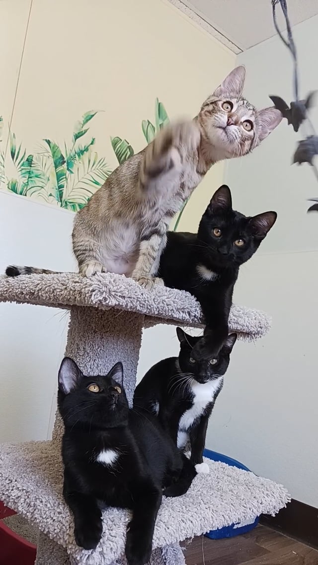 We Care Animal Rescue Kittens on Vimeo