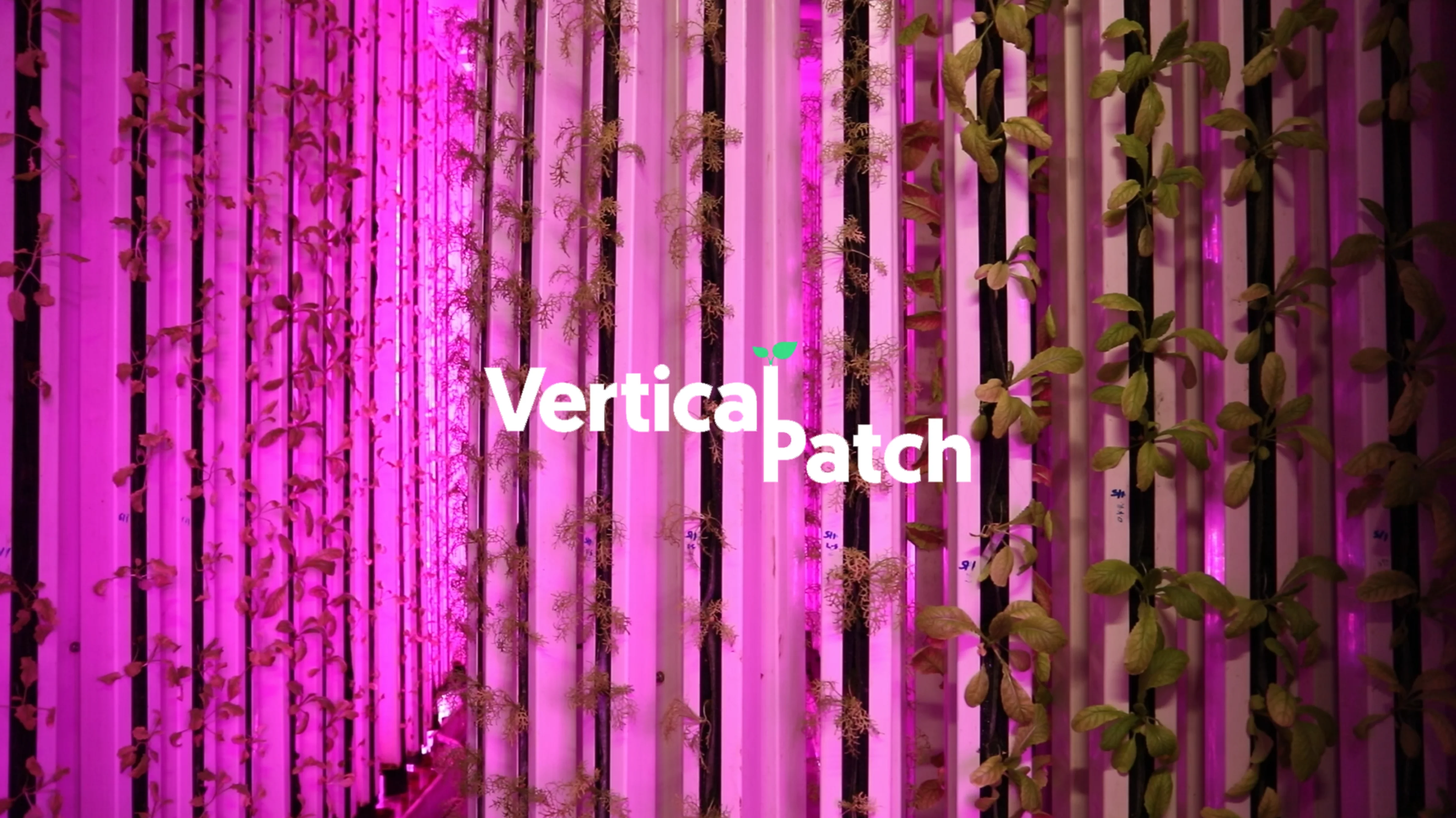 Vertical Patch on Vimeo