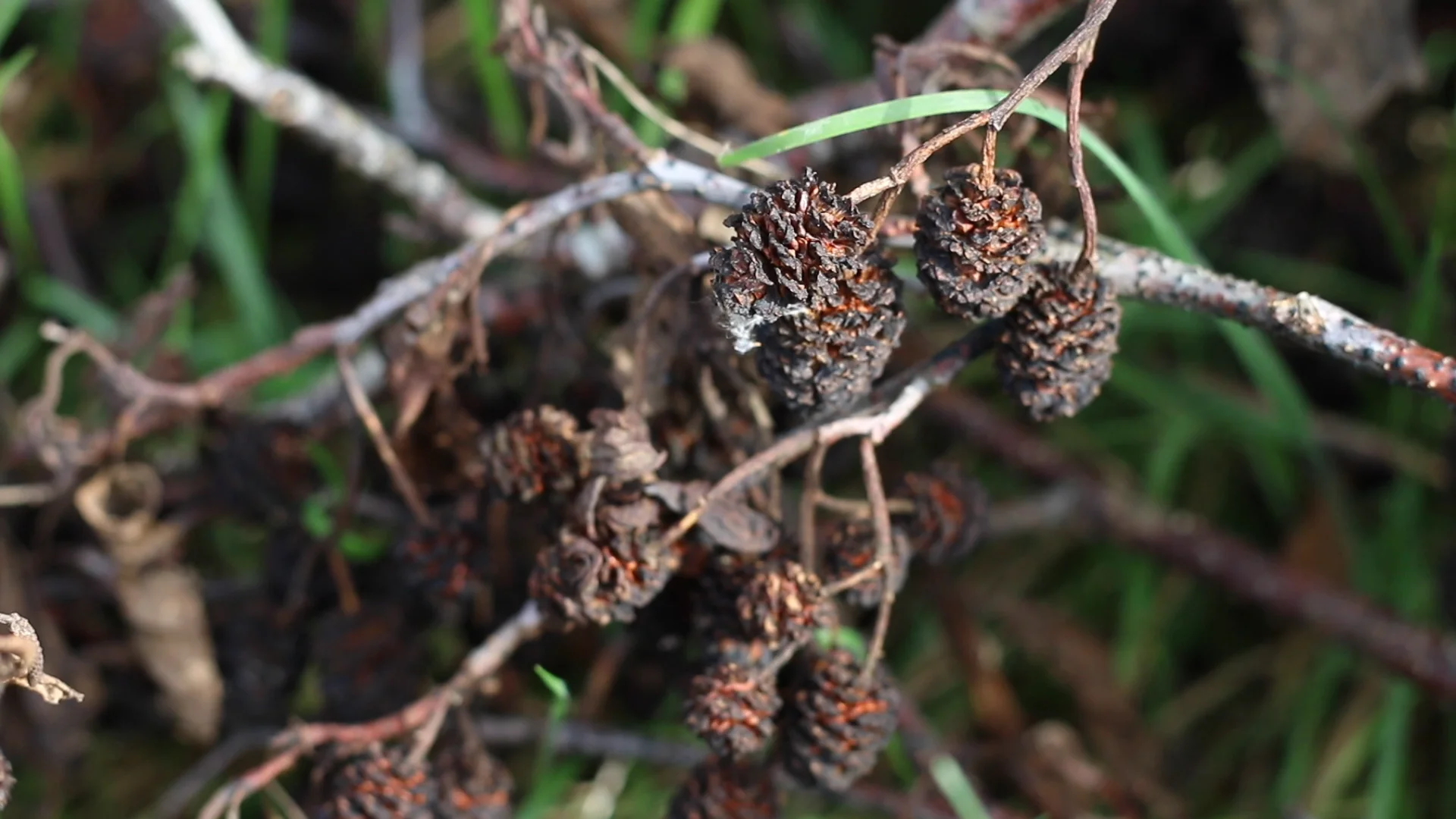 Making alder cone ink