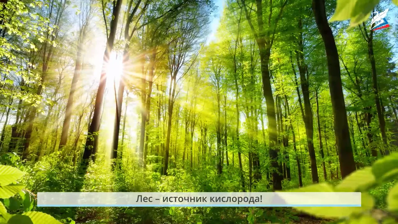 видео панель 2 Природа (4)