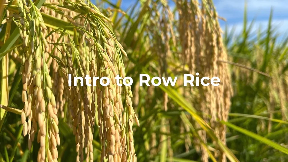 Intro to Row Rice on Vimeo