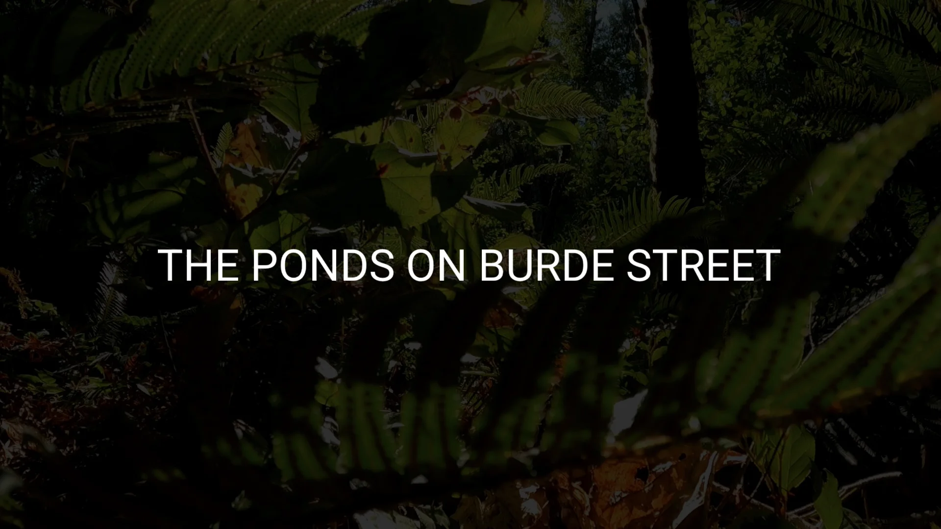 The Ponds on Burde Street