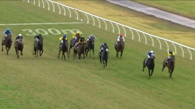 Star Turn - Stallion | Breednet