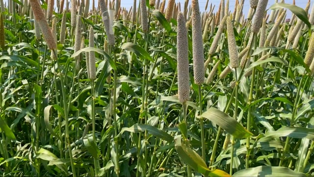 INDIA ZOOM MEETINGS on Vimeo