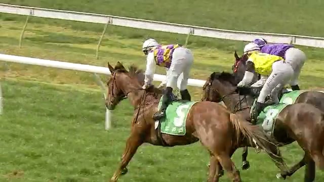 Prized Icon - Stallion | Breednet