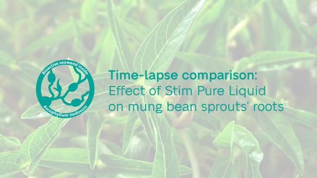 Stim Pure Liquid: Boosting Root Development with Ascophyllum Nodosum ...