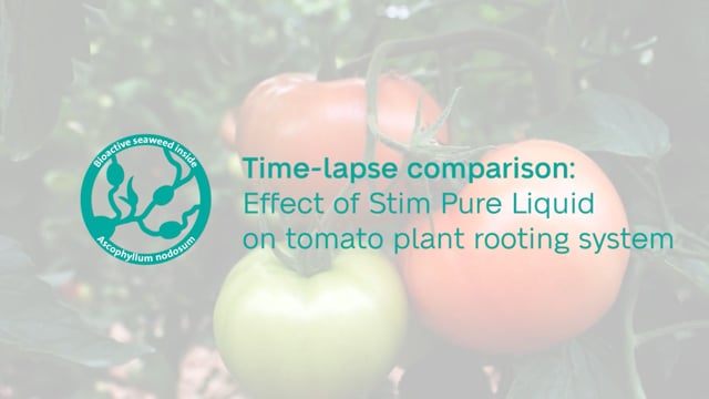 Stim Pure Liquid: Boosting Root Development with Ascophyllum Nodosum ...