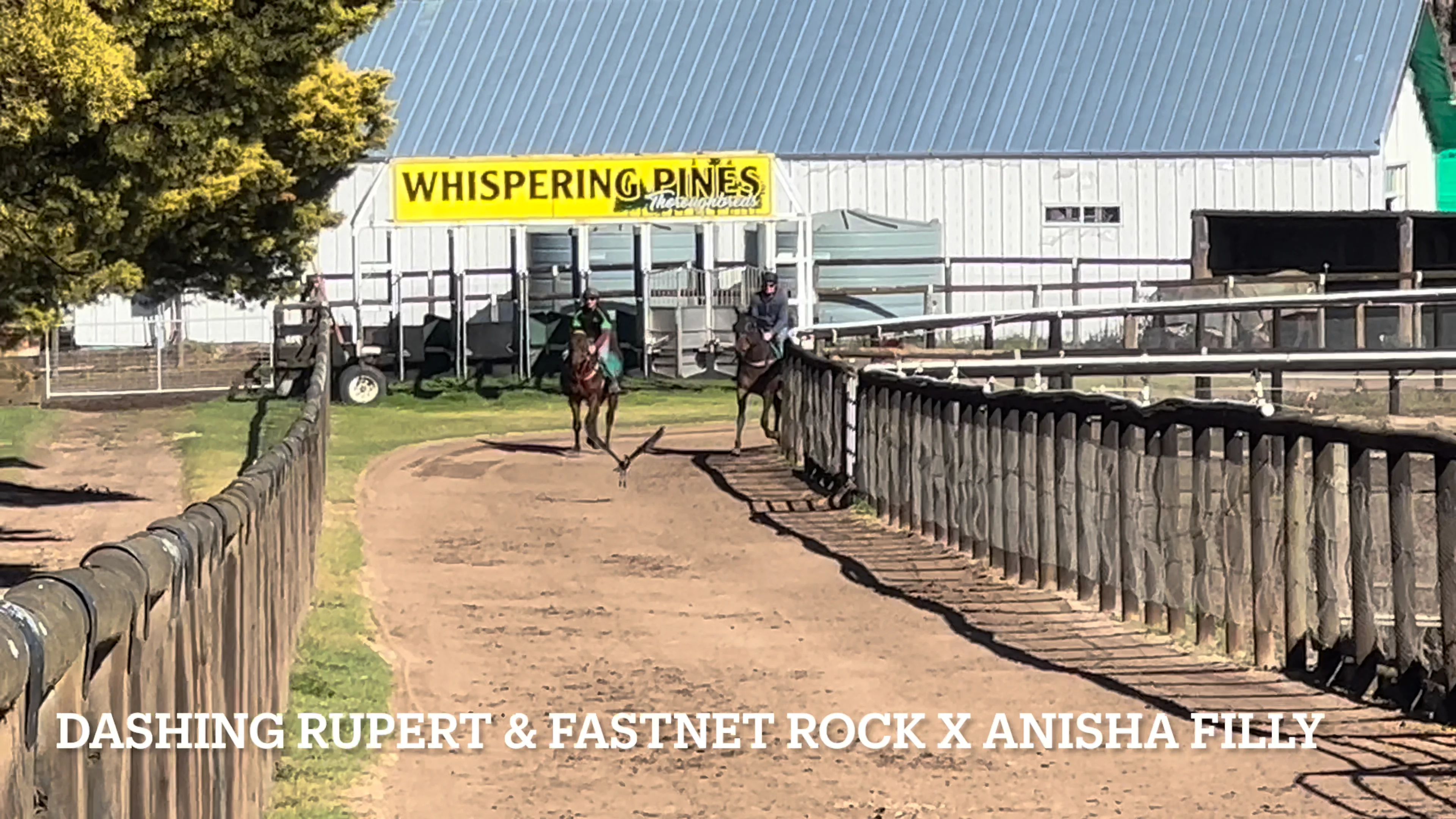 DASHING RUPERT & FASTNET ROCK X ANISHA - Pre-Training Update 17.8.23 on ...