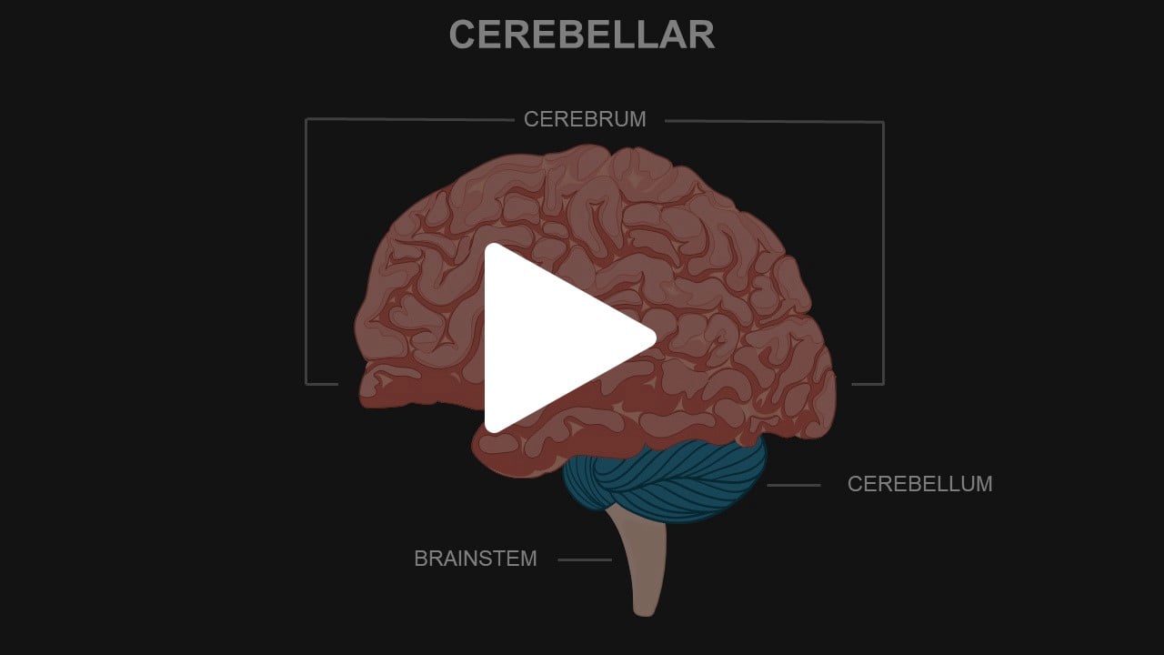 Cerebellar Animated Presentation - SketchBubble