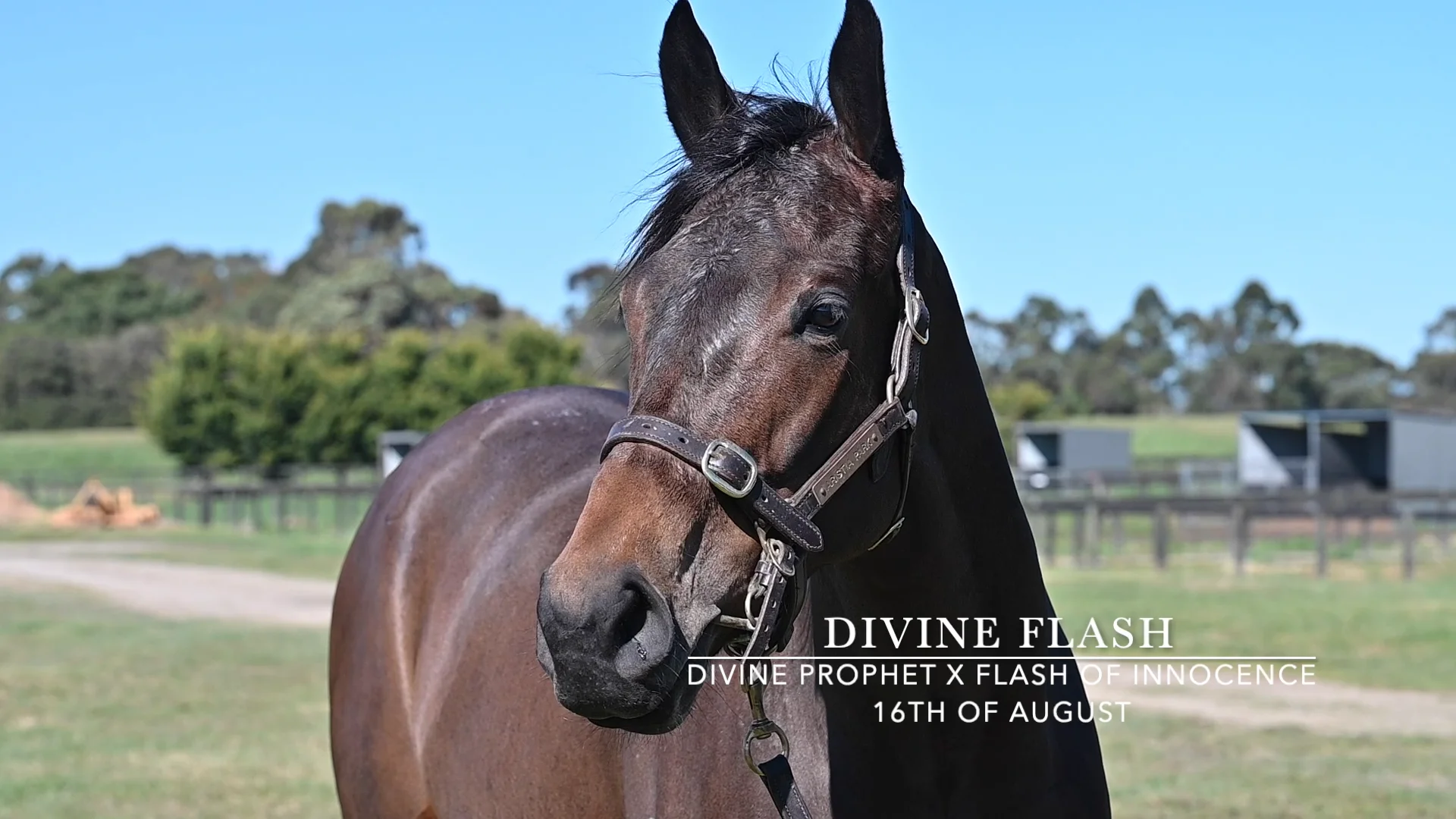 Divine Flash on Vimeo