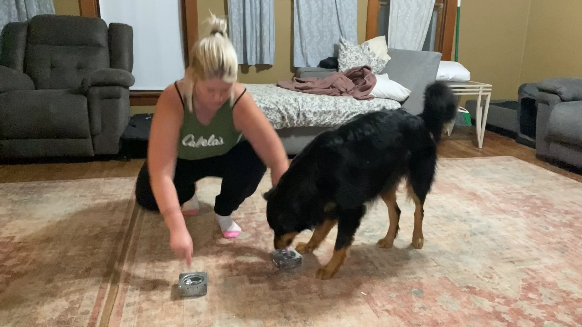 Errorless workshop - problem solving (scent work) on Vimeo