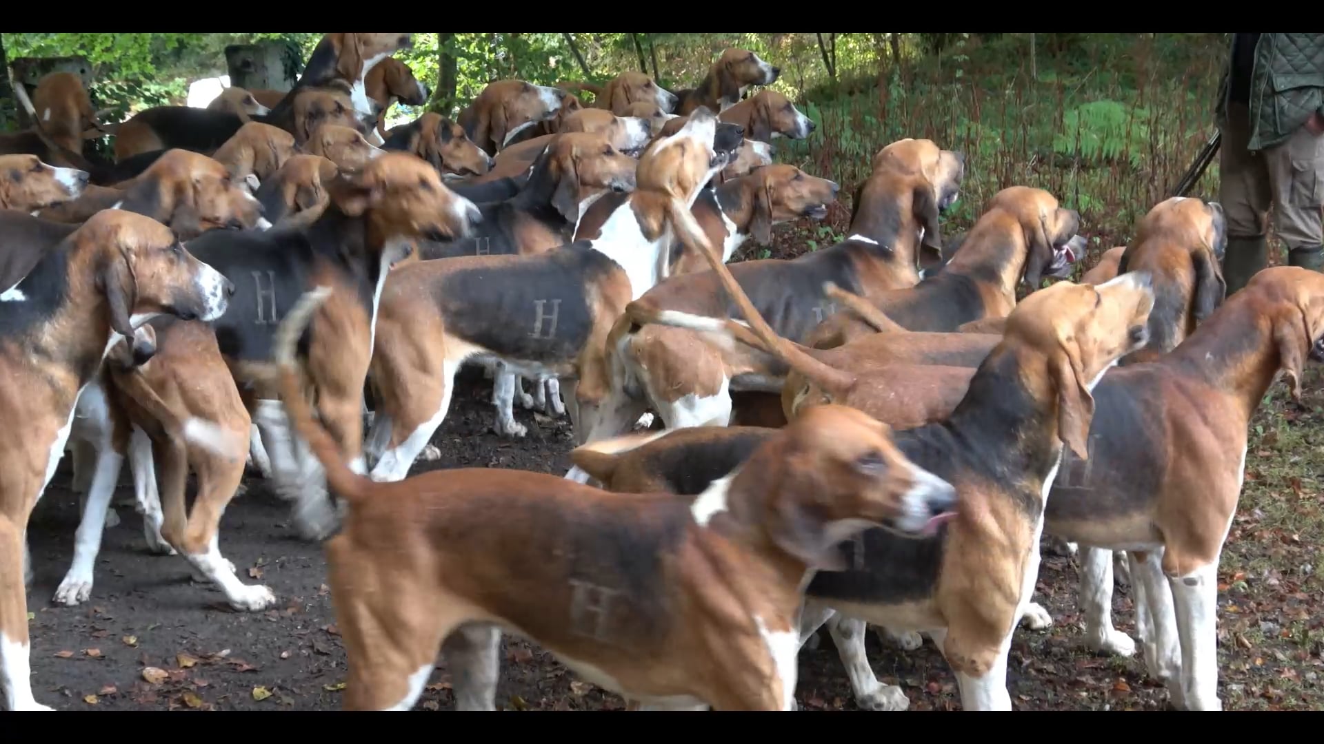 Equipage de la Hardouinais on Vimeo