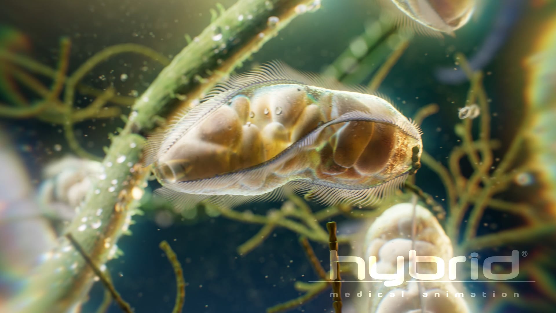 Microbes - Hybrid Medical Animation Internal Project | Videos & Movies ...