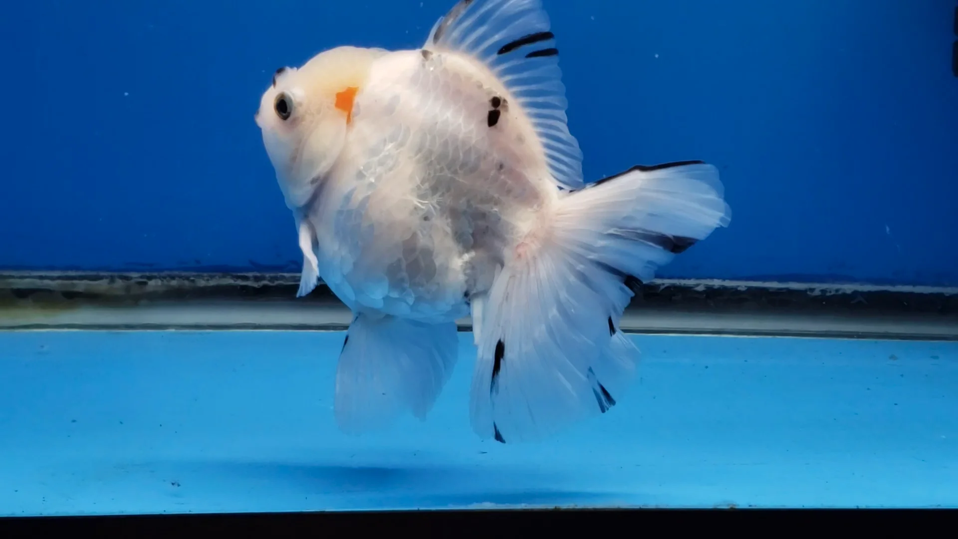 TIA-110-3.60'' on Vimeo