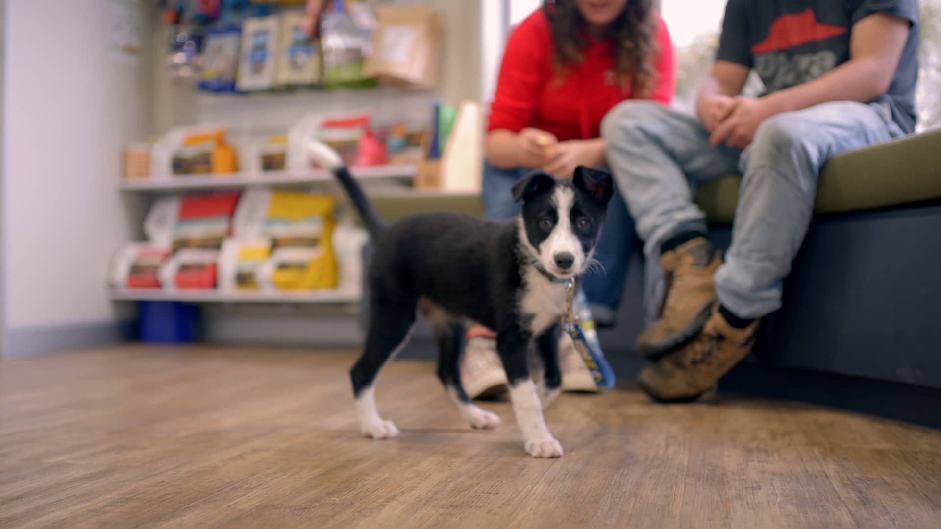 The Natural Vets on Vimeo